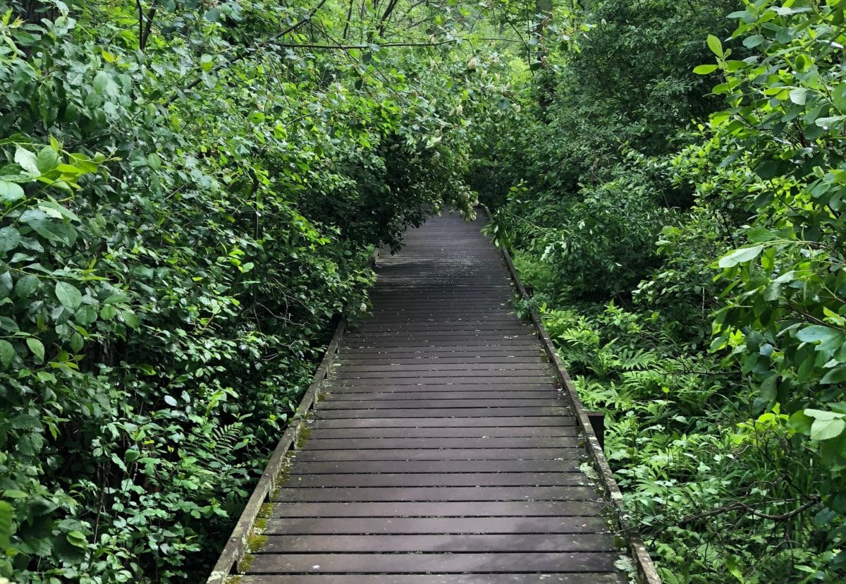 The Path and the Headlight Strategy | Laura Stone Inc.